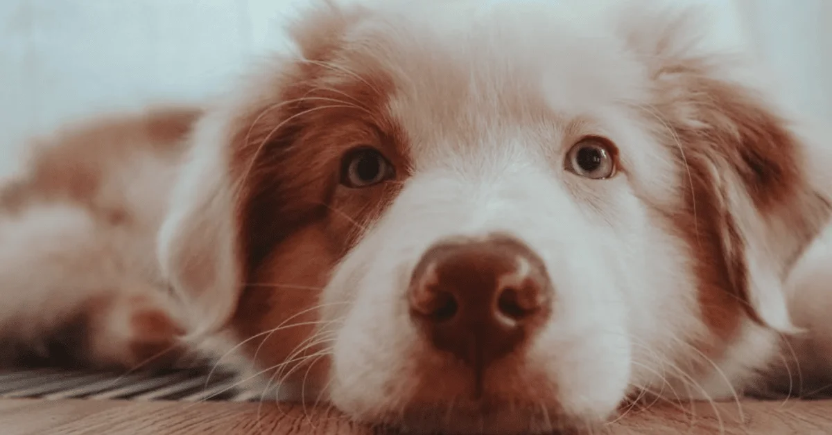 Want a Dog Without the Noise? Veterinarians Recommend These 7 Calm Breeds