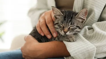 What Really Happens to Cats That Never Go Outside? The Answer May ...