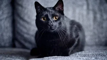 If Your Cat Never Goes Outside, Here's What Experts Say It Could Mean ...