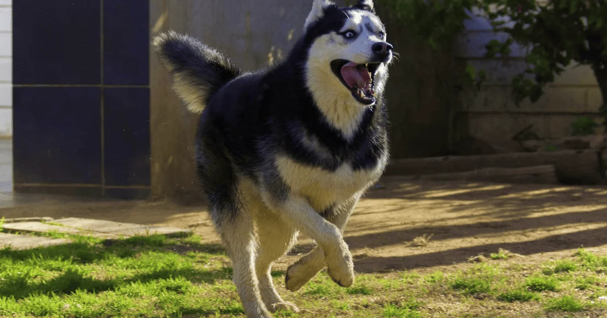 These 20 dog breeds love to make a scene (but they're actually very loving)
