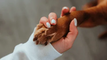 Most Owners Get This Wrong: Where to Wet Your Dog During Extreme Heat