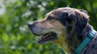 Most Owners Get This Wrong: Where to Wet Your Dog During Extreme Heat