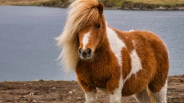 The Pony Youre Most Compatible With, According to Your Birth Month