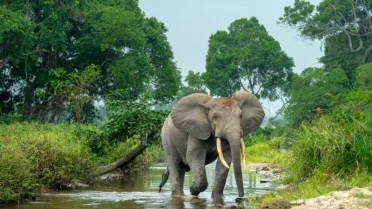 The elephant you're most compatible with, according to your personality