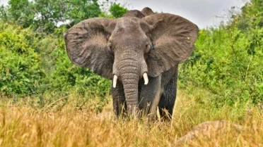 The elephant you're most compatible with, according to your personality