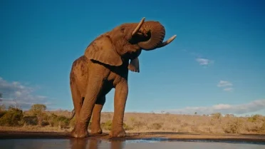 The elephant you're most compatible with, according to your personality