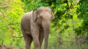 The elephant you're most compatible with, according to your personality