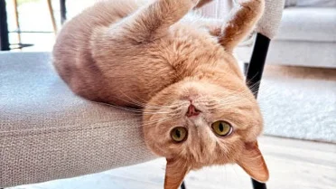 5 places where cats hate being petted