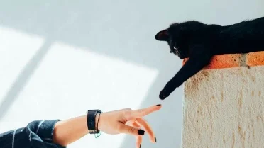 5 places where cats hate being petted
