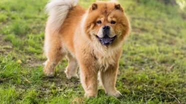 According to the American Kennel Club, these 11 dog breeds tolerate ...