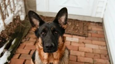 These dog breeds struggle the most when left alone