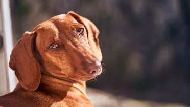 These dog breeds struggle the most when left alone