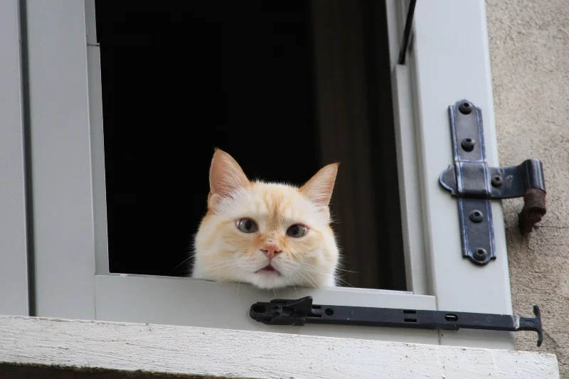 What your cat feels when you leave the house, according to experts