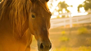 Meet the Smartest Pets on Earth: What Research Reveals About Animal ...