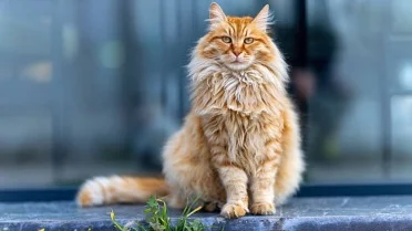 The worlds biggest domestic cat is so massive, people cant believe its real