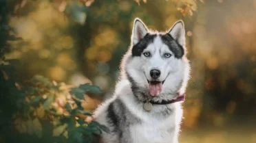 12 dog breeds veterinarians hesitate to recommend to new parentsand the ...