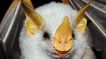 12 Animals So Weird They Look AI-Generated