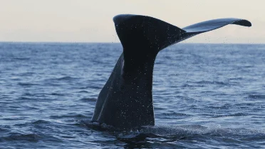 Animals that make more noise than a motorcycle or a horn