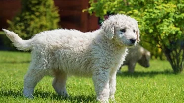 The 10 most popular white dog breeds in the world, revealed