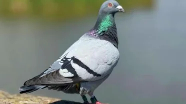 These common birds you dont want flying anywhere near your yard