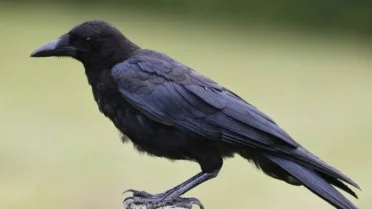 These common birds you dont want flying anywhere near your yard