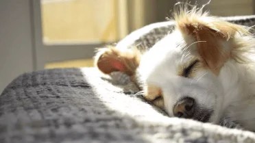 Tell Me How Your Dog Sleeps and Ill Tell You Exactly What They Feel