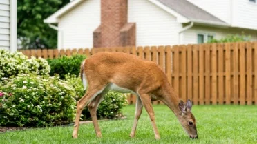 Americas Hidden Wildlife: 10 Animals You Can Spot Across the Country