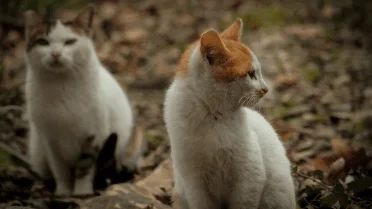 Every Cat Owner Should Know These 7 Essential Tips