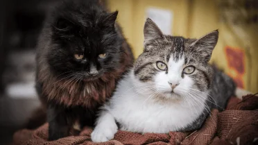 Every Cat Owner Should Know These 7 Essential Tips