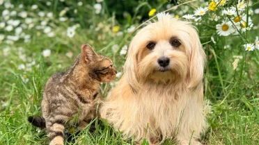 What Every Pet Owner Should Know About Toys for Dogs and Cats
