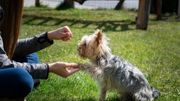 8 Critical Dog Care Mistakes Veterinarians Wish Owners Would Stop Making