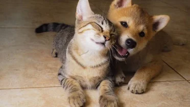 What Every Pet Owner Should Know About Toys for Dogs and Cats