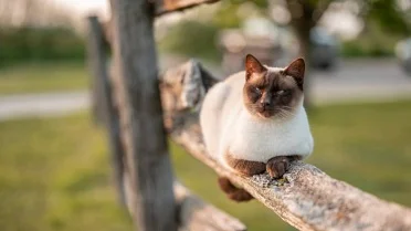 These 12 Cat Breeds Known for the Longest Lifespans, According to an Expert