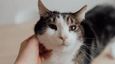 Signs Youre Ready for a Cat: Things No One Tells You First