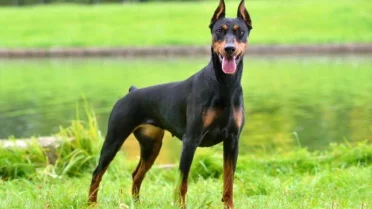 Don't Let Looks Fool You: 15 Dog Breeds You Should Never Mess With