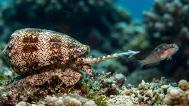 What No One Tells You About the Most Venomous Animals on Earth