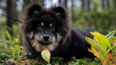 Cat or Dog Person? Psychology Says It Reveals More Than You Think