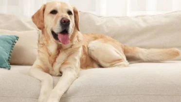 5 Beautiful Dog Breeds Who Are Sweet as Can Be, Say Experts