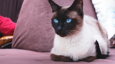 The Secret to a Long Life: 9 Cat Breeds That Live the Longest ...