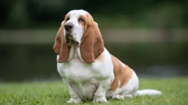 Think Cats and Dogs Don't Mix? These 7 Breeds Prove Otherwise