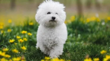 Small Dogs, Big Love: 17 Small Dog Breeds That Make the Best Tiny ...