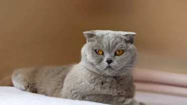The Cat Breeds Considered a Symbol of Luxury Around the World