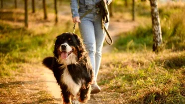 According to veterinarians, every dog needs these 10 things every day