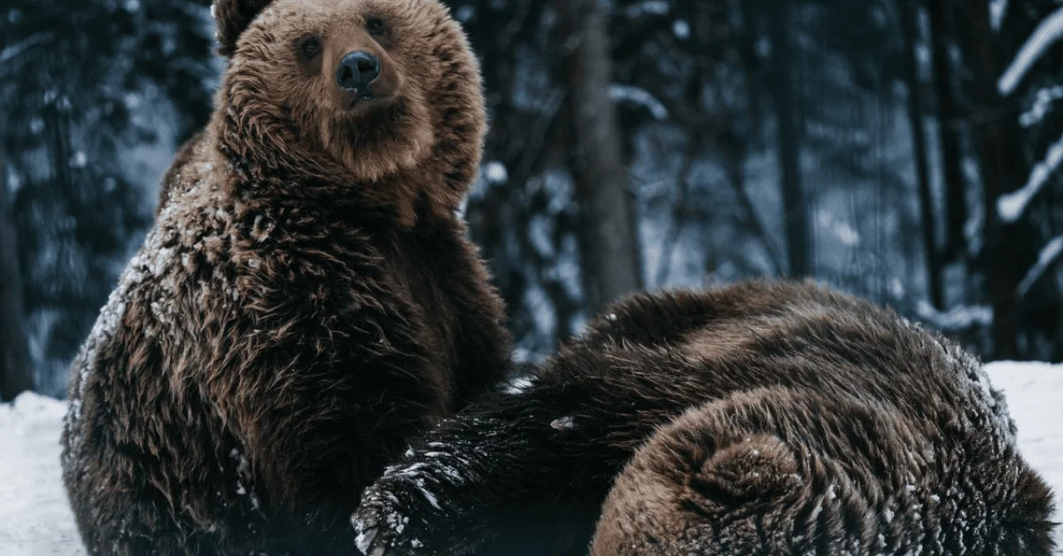 8 Fascinating Facts About Brown Bears You Probably Didnt Know