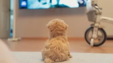 Why Some Dogs Love Watching TVand What They Actually See