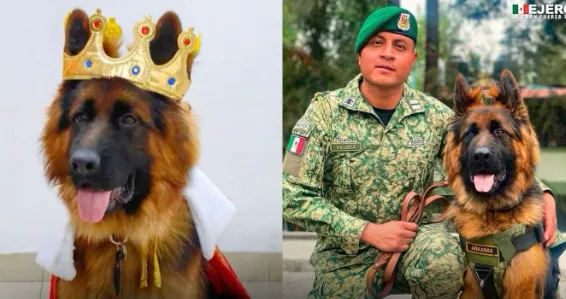 Arkadás, el perrito rescatista del Ejército Mexicano cumple 3 añitos ...
