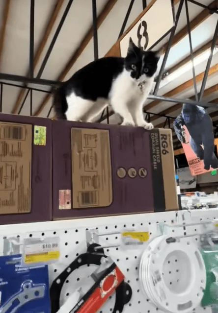 Customers return to this store just to see their adorable rescued cat