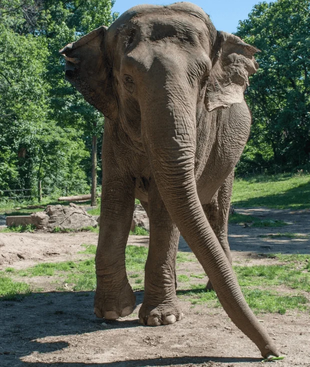 Bronx Zoos beloved elephant Happy dies at 55 after decades in the spotlight