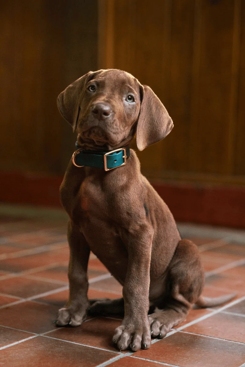 Netflix reveals Scooby-Doo as a real dog for the first time in the 2027 ...