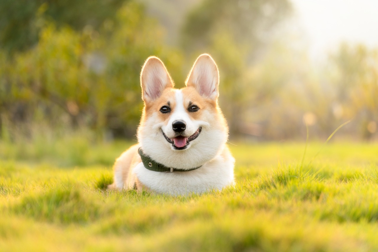 How dogs really see: colors, shapes, and movement